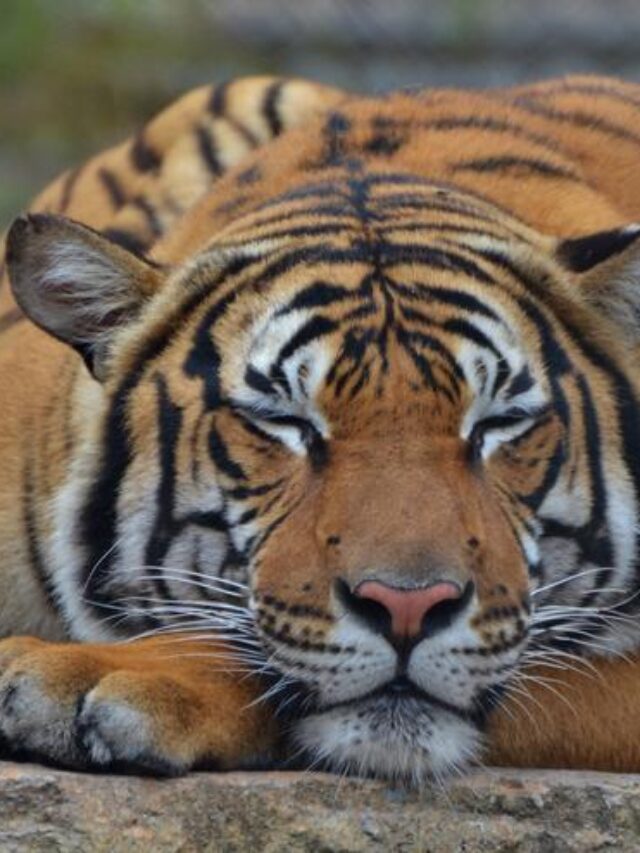 10 Animals That Sleep A Lot Know Who Are They