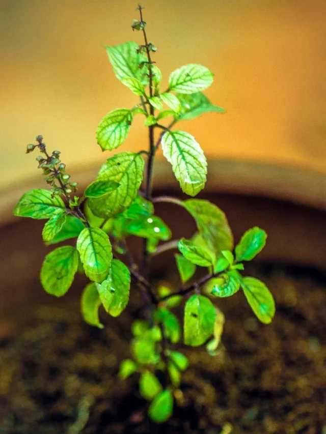 Discover The Incredible Health Benefits Of Indian Tulsi