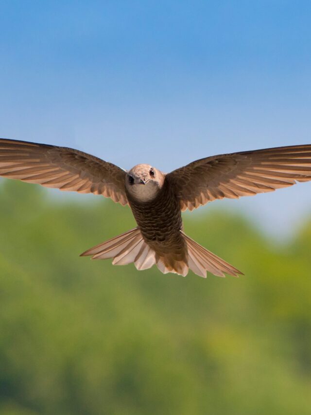 These Birds Fly Almost A Year Without Landing Know More About It