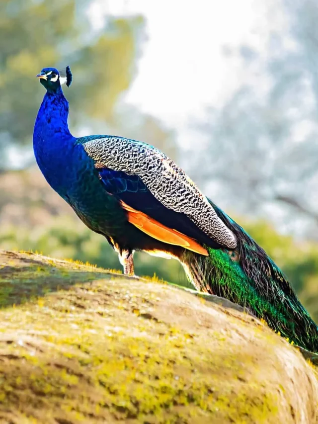Feathers of Pride: The National Birds of Different Countries