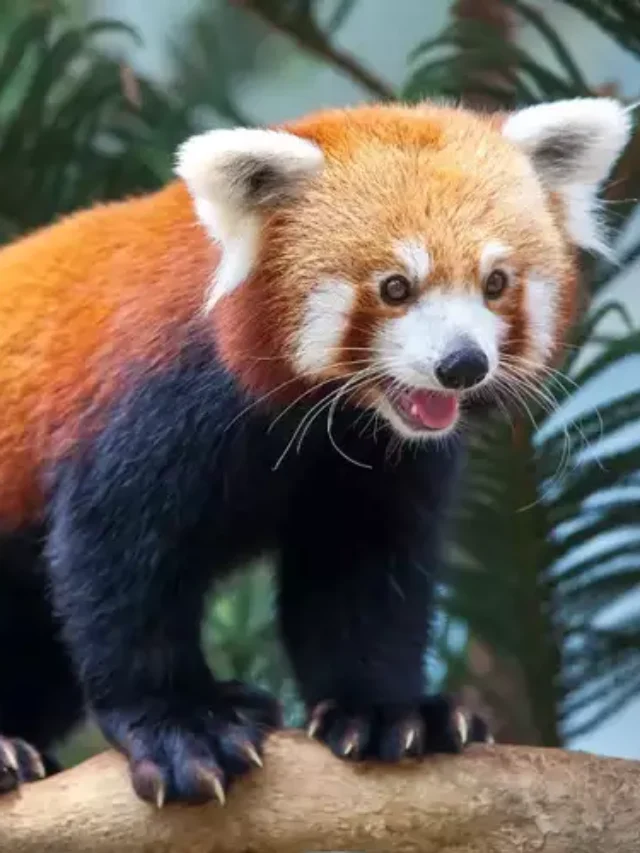 2025’s Most Unexpected Animal Rediscoveries