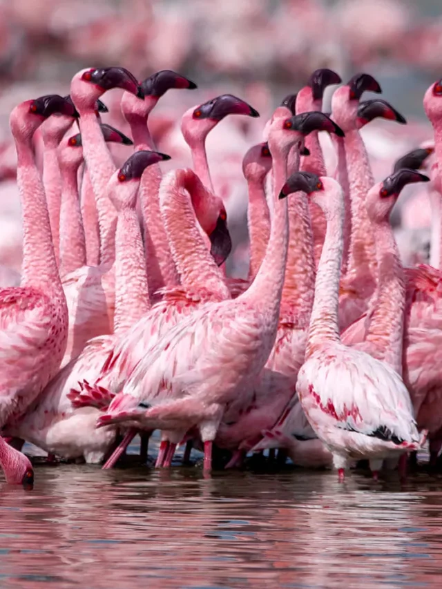 Navi Mumbai’s Flamingo Paradise Gets $1.2M Conservation Support