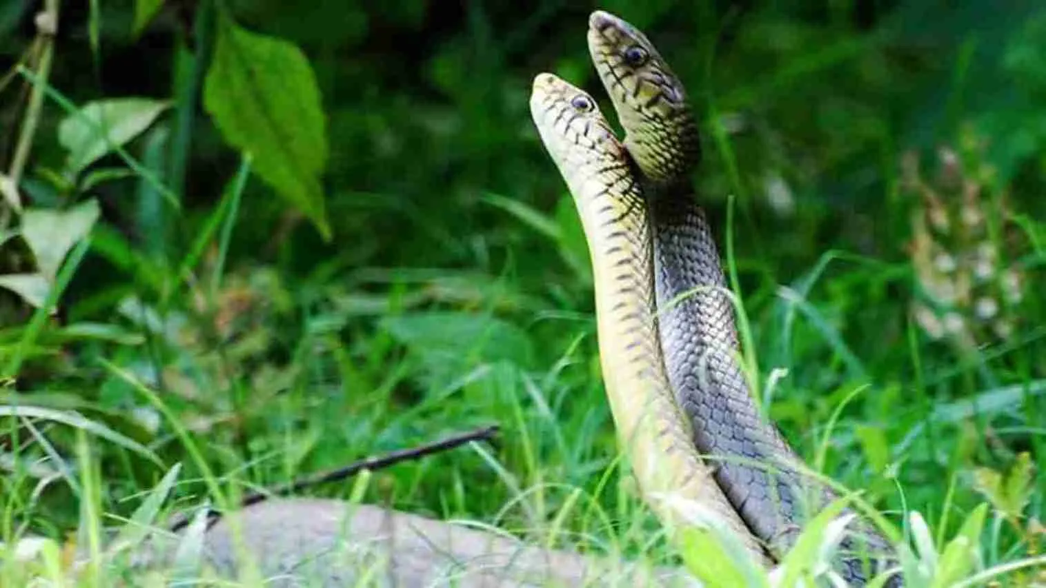 RARE ROMANCE: 2 Snakes Seen 'Mating', Performing ‘Love Dance’ On Road ...
