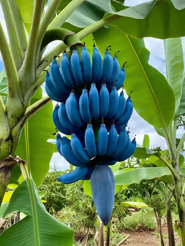 The Banana That Tastes Like Ice Cream Blue Java Wonder